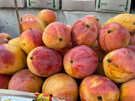 تحت التغريدة ثريد بأنواع المانجو مرفق بالصور👇 Thread From Abu Ayyash Aliayyash86 Rattibha