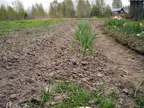 Лучшие способы борьбы с сорняками дачники делятся опытом