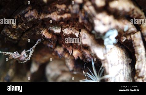 Seamless Tree Bark Wood Texture Stock Videos And Footage Hd And 4k