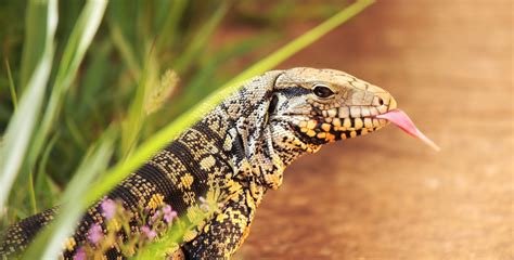 Tegu Care The Herpetological Society Of Ireland