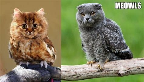 Meowls The Adorable Catowl Hybrid Owl Mixed With A Cat Half Cat