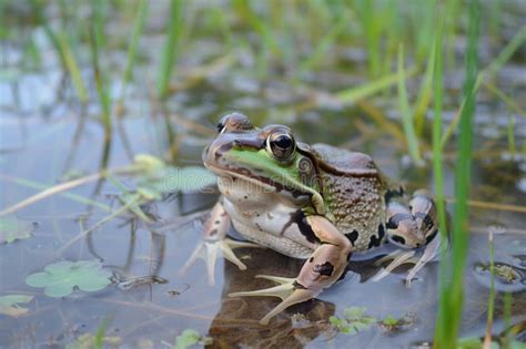 Frog With Puffed Cheeks Beside A Pond Stock Image Image Of Wildlife