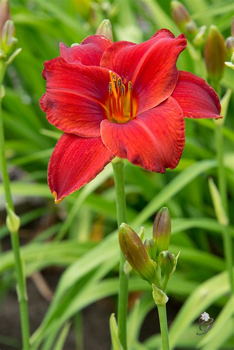 Apache Scout Gablehouse Farm And Gardens