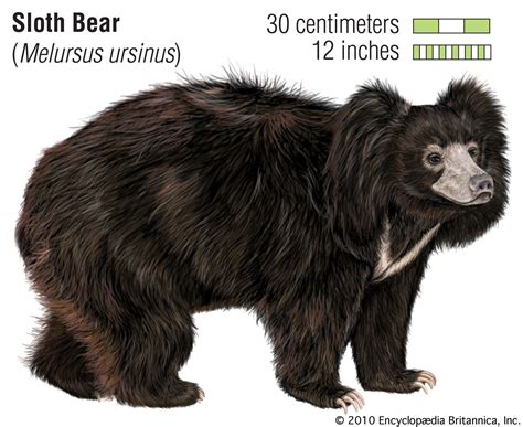 Sloth Bear Size Weight Habitat And Facts Britannica