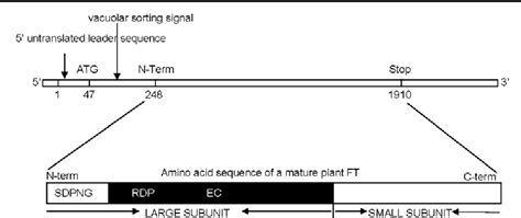 Figure 1 From Structure Function Relations And Evolution Of