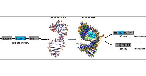 Mrna Structure 3d