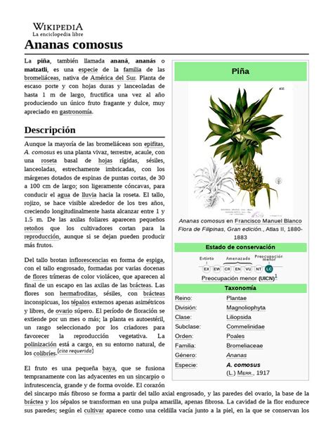 Ananas Comosus Pdf Plantas Botánica