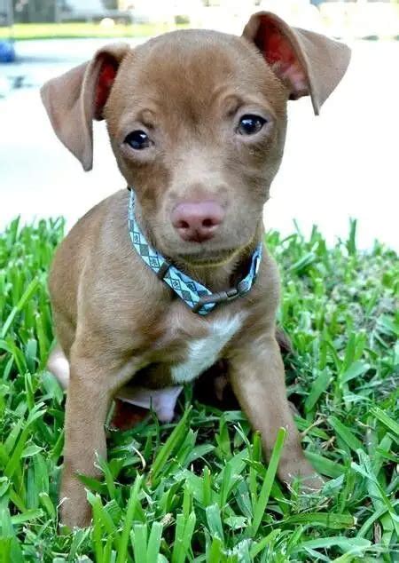 Pitbull Chihuahua Mix Guide Chipit Size Temperament And Care