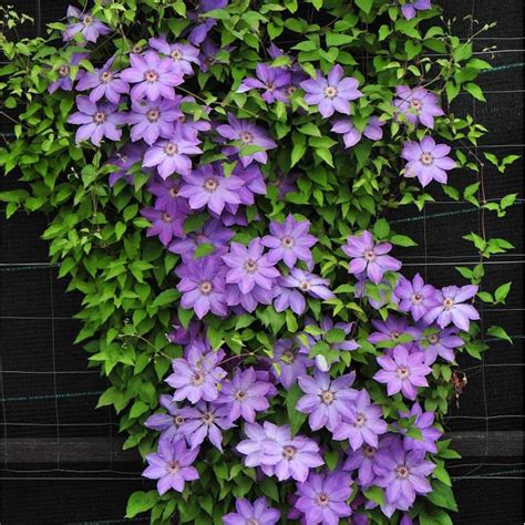 Clématite Baltyk Clematis