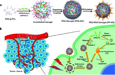 A Synthetic Route Of Pda Coated Nucleic Acid Nanogel With Pegylated Download Scientific