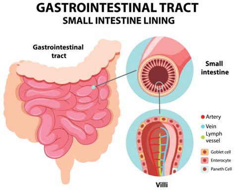 150 Intestinal Tract Clip Art Stock Illustrations Royalty Free Vector