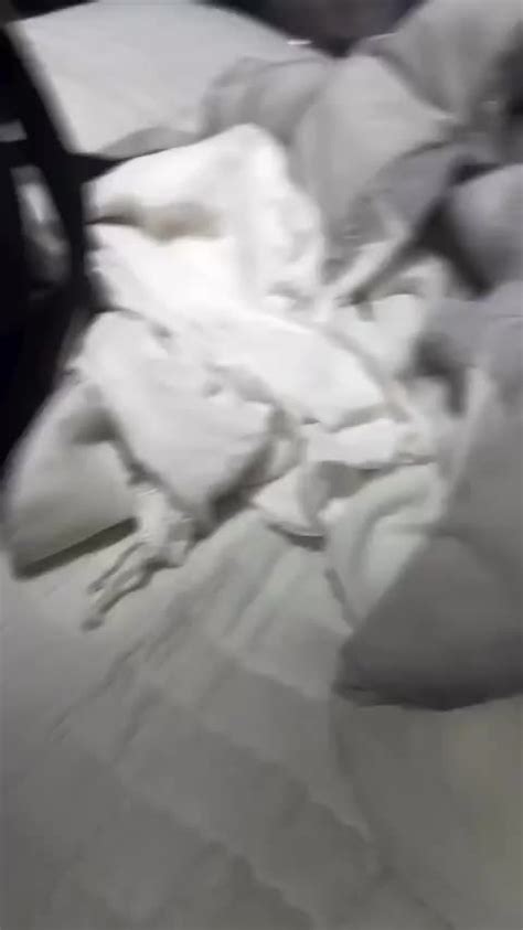 Star Has A Little Difficulty Getting Into The Carrier Album On Imgur