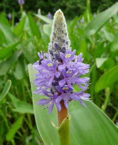 Pickerelweed Pictures Flowers Leaves And Identification Pontederia