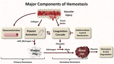 Hemostasis Lesson 1 An Introduction Hematology Vasoconstriction
