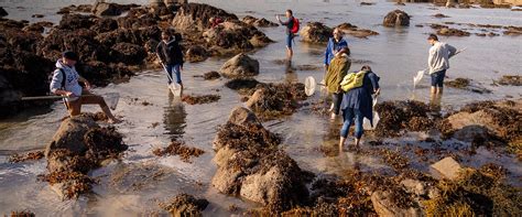 Shellfish Gathering In La Manche Our Tips Manche Tourism