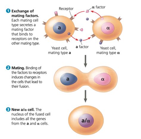 Biology Cell Signaling Flashcards Quizlet