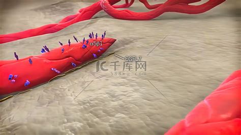 血管生成信号周细胞，空间隔离的收缩细胞 3d 医学插图高清摄影大图 千库网