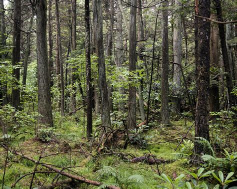 Dryden Kuser Natural Area — Gathering Growth