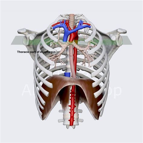 Esophagus Anatomy App