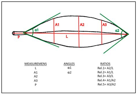 Identification And Characterization Of Relict Olive Varieties Olea