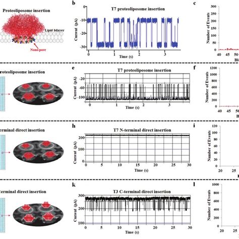 Pdb Structure Shows The Terminal Size And Hydrophobicity Controlling