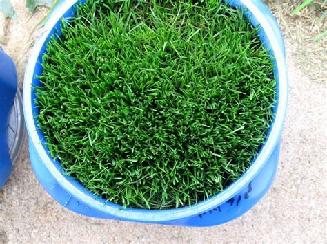 My Recent Prg Seed Trial Lawn Care Forum