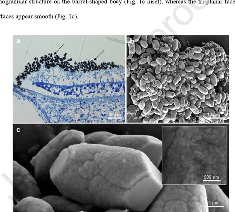 Figure 1 From Nanostructure Of Mouse Otoconia Semantic Scholar