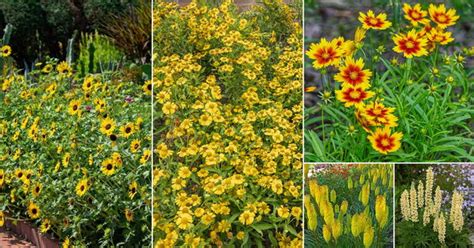 50 Most Beautiful Yellow Perennial Flowers Balcony Garden Web