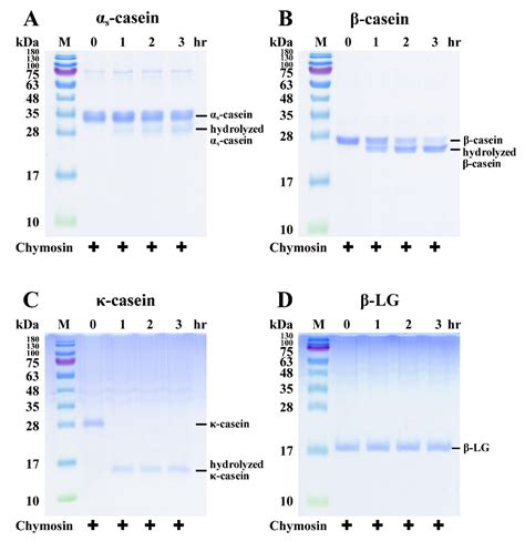 Influence Of Chymosin On Physicochemical And Hydrolysis Characteristics