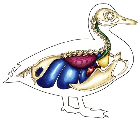 External Anatomy Of Duck 270x350