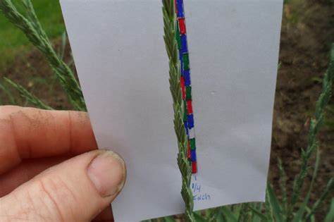 The Perennial Agriculturalist Intermediate Wheat Grass