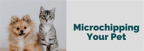 Explore Additional Services For Registering Animal Microchips By