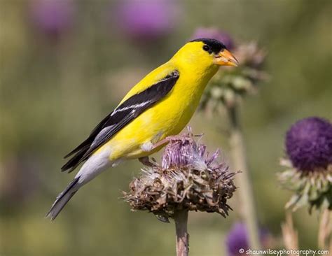 Top 9 Most Common Birds With Yellow Chests