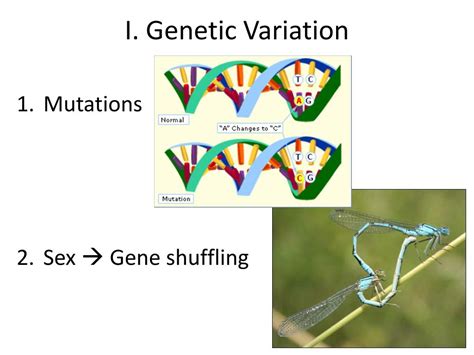 Ppt Patterns Of Evolution Powerpoint Presentation Free Download Id