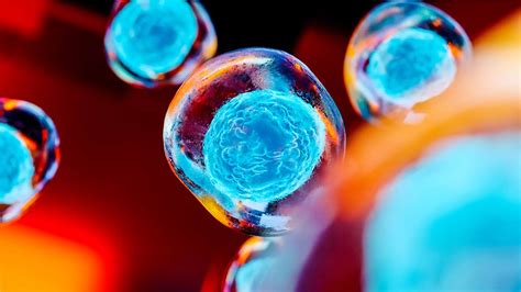 Mouse Stem Cells Creative Bioarray Creative Bioarray