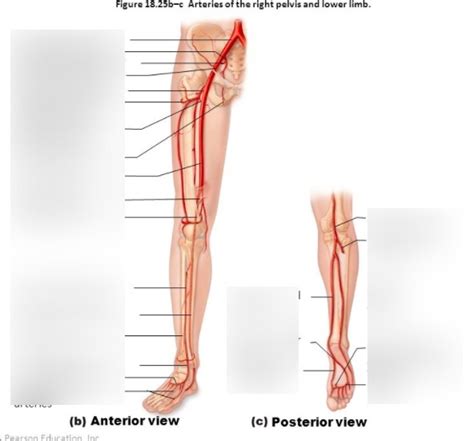 Lower Arteries Diagram Quizlet