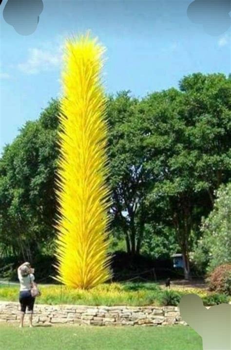 Yellow Leef Tree Belos Jardins Arvores Lindas Árvores E Arbustos