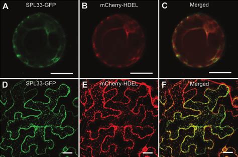 Subcellular Localization Of Spl33 Protein Ac Rice Protoplast Download Scientific Diagram