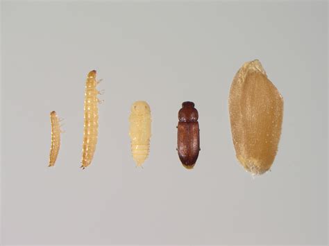 Flour Beetle Life Cycle Flour Beetle Life Cycle