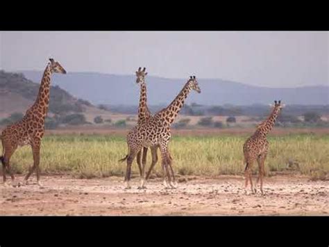 馬賽長頸鹿脖鬥 Masai Giraffe Necking Youtube