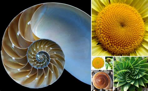The Golden Ratio In Design Part 1 Five