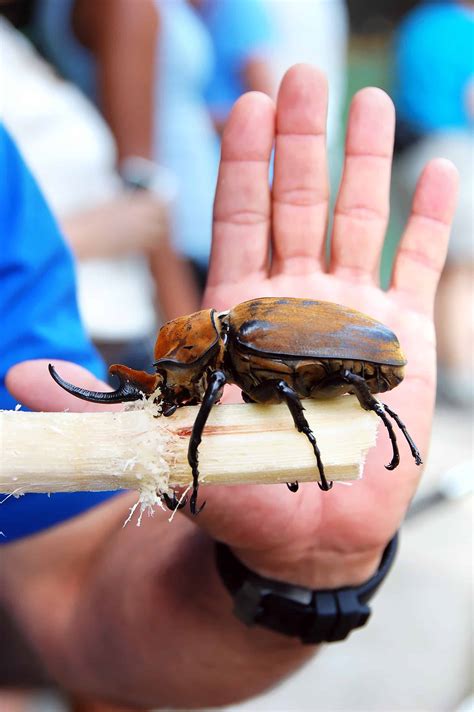 What Is The Shape Of An Elephant Beetle Tuhtoy