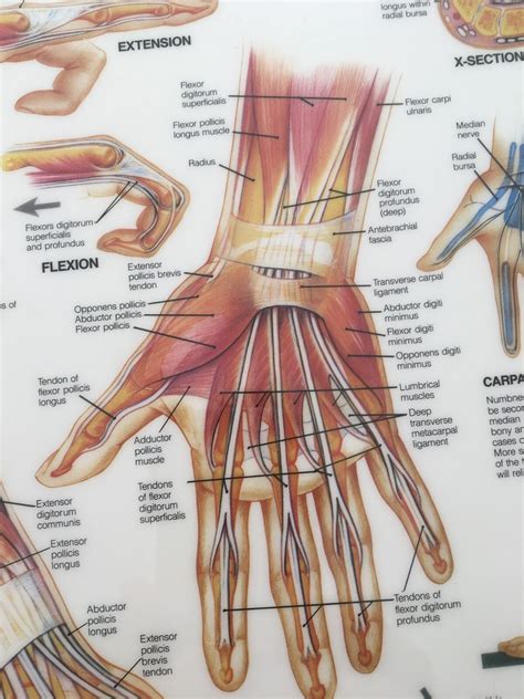 Tendons In Wrist Anatomy