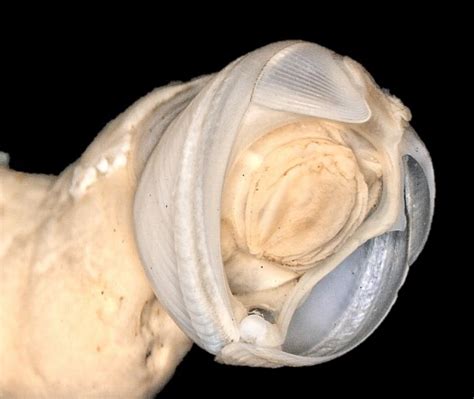 Shipworm Anatomy