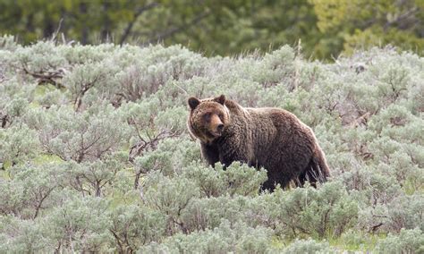 Living In Bear Country Defenders Of Wildlife