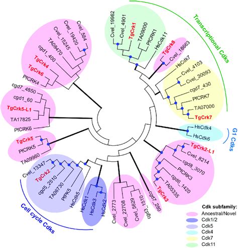 Phylogenetic Analysis Of T Gondii Crks Protein Sequences Of