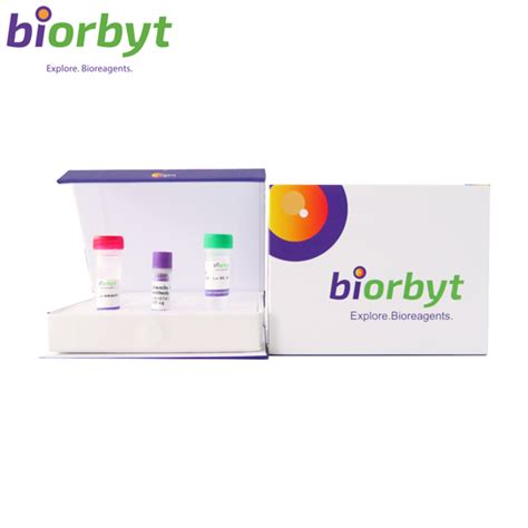 Orb2324606 100ul Rabbit Igg Isotype Control Clinisciences