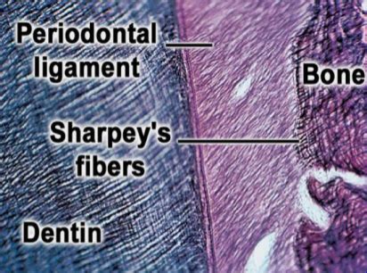 Anatomy Ch 14 Periodontium Flashcards Quizlet