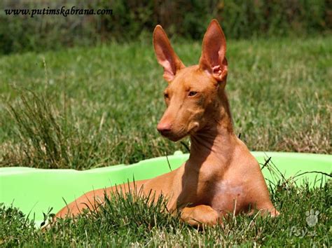 Štěňata Faraonských Psů Inzercia Psov Inzerát č 10839 Psy Sk