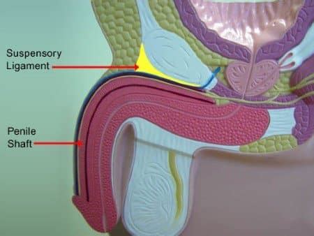 Penis Lengthening Surgery · Ligamentolysis · Androfill Philippines